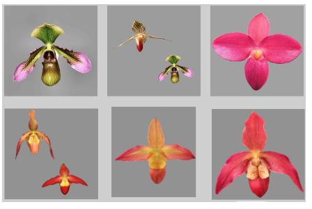 Plants for sale! - Orchid Board - Most Complete Orchid Forum on the web