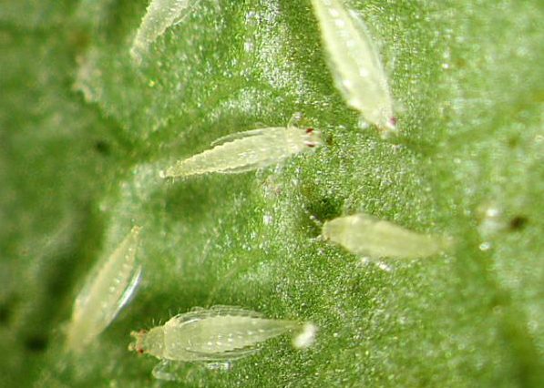 Thrips